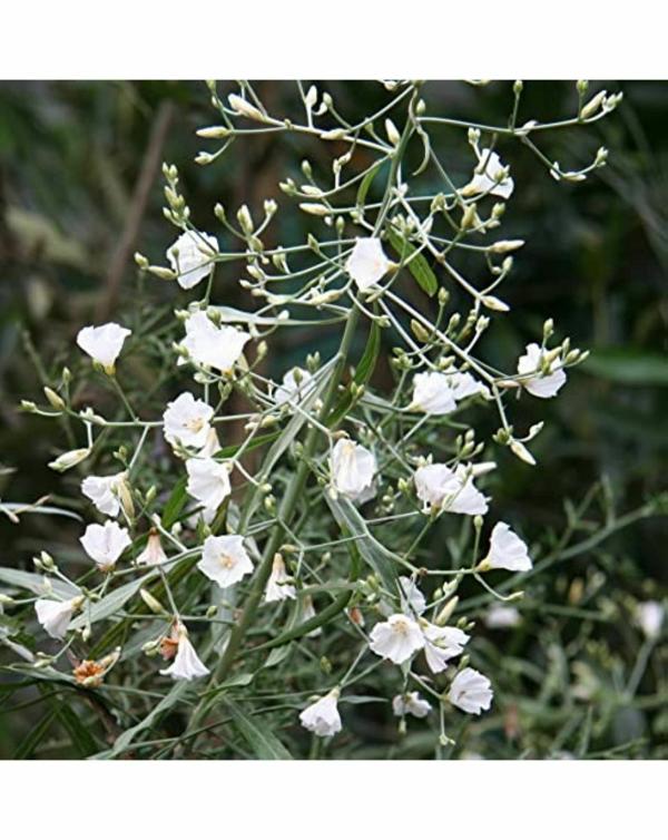 A D FOOD & HERBS Organic Convolvulus Pluricaulis Herbal Powder 20 g ...