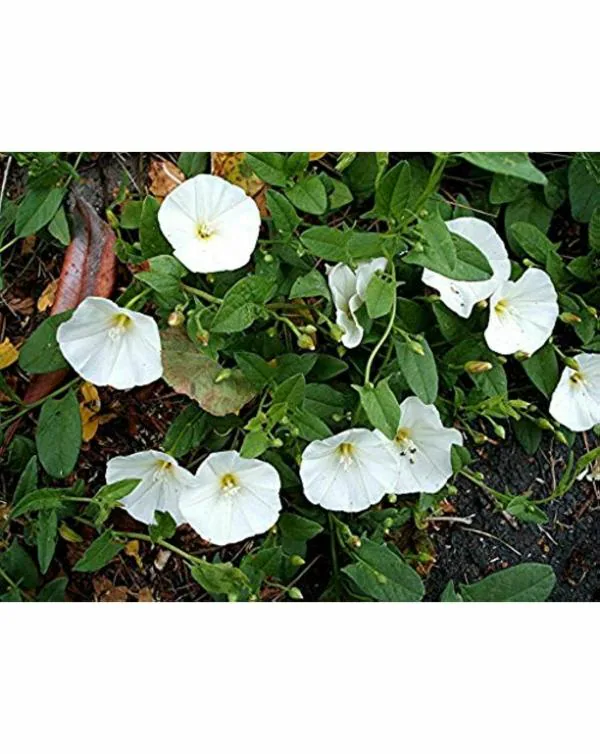 A D FOOD & HERBS Organic Convolvulus Pluricaulis Herbal Powder 20 g ...