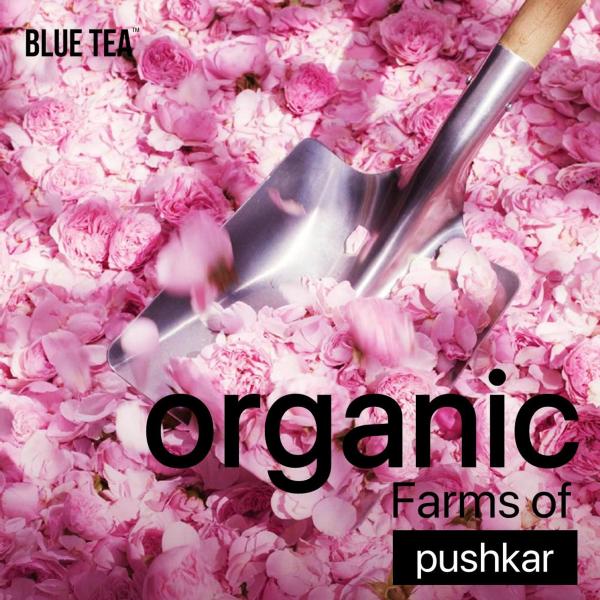 Blue Tea Rose Herbal Tea -50 g - JioMart