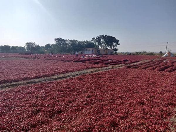 Pure Pik Organic Byadgi Red Chilli Whole Stemless 200g, byadgi mirchi ...