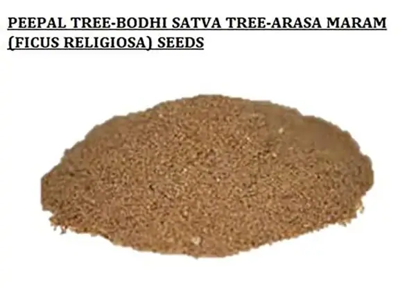 MGBN THE PATH FOR THE HEALTHIER LIFE WITH BEAUTY Peepal Tree - Bodhi ...