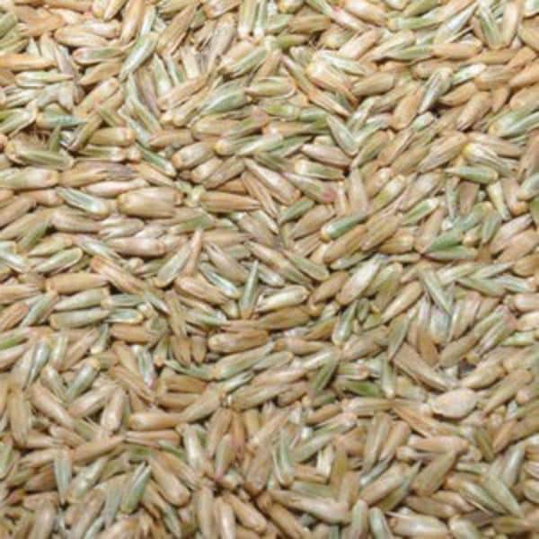 Mgbn The Path For The Healthier Life With Beauty Nayuruvi Indian Nettle ...