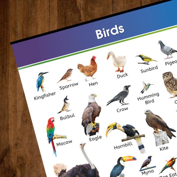 Target Publications Jumbo Domestic and Wild Animals & Birds Charts for ...
