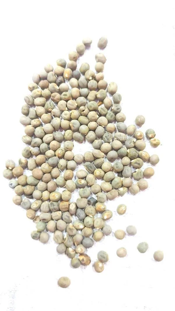 Vinarghya Jangali Bhendi Bij 100g - JioMart