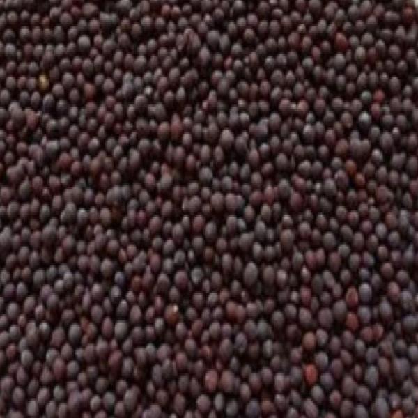 SSKE Organic Black Mustard/Kali Sarso 400 gm - JioMart