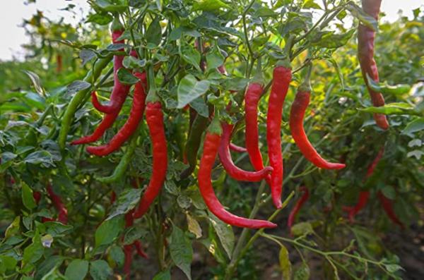 Pure Pik Mathania Red Chilli Whole, Lal Mirch Sabut, Stemless, 100 G ...