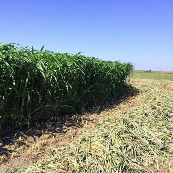 African Tall Maize/Fodder Maize/Makka (Zea Mays) Fodder Seeds Pack of 5 ...