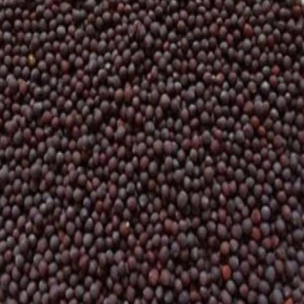 SSKE Organic Black Mustard/Kali Sarso 900 gm - JioMart