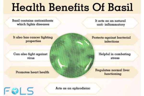 FOLS ORGANIC TULSI LEAF POOWDER | BASIL LEAVES POWDER | AYURVEDIC ...