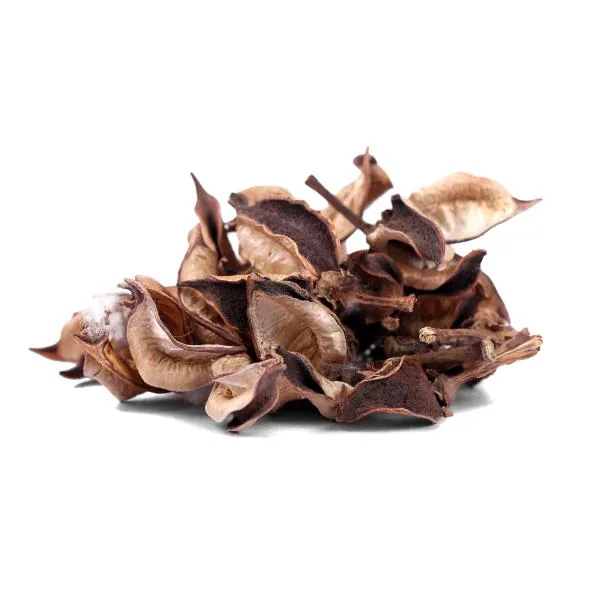 YUVIKA Kapas Doda - Kapis - Cotton Plant (400 Grams) - JioMart