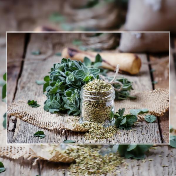 MASALA POTLI Dried Oregano Leaves for Cooking, Garnishing (Oregano ...