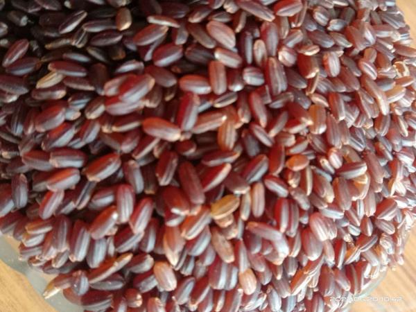 Uzhavan Unavu - Organic Traditional Kullakar Rice (Common name as Red ...