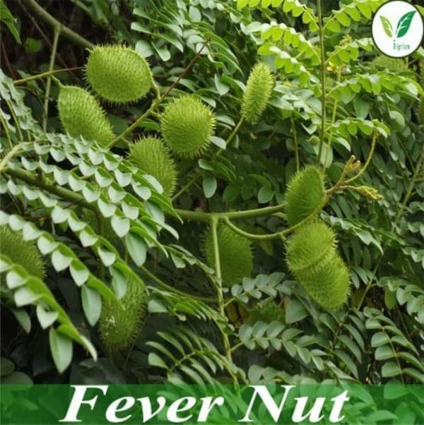 Iagri farm/Kalarchikai/Kantkarej/Kalanchi/Gachakaya/Fever Nut Powder ...