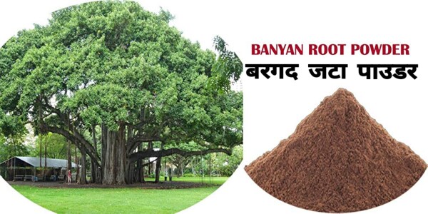 SS520 Banyan Roots Powder 50g.Marri Udala Powder Bargad Vat Jata Powder ...
