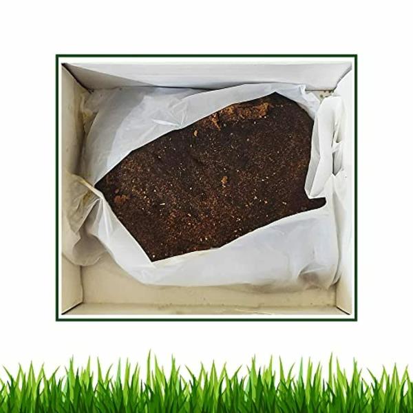 GREEMUNITY Patali Gur Khajur Date Palm Jaggery Solid 500 g - JioMart