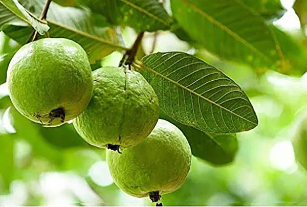 MGBN THE PATH FOR THE HEALTHIER LIFE WITH BEAUTY Amrood, Psidium ...