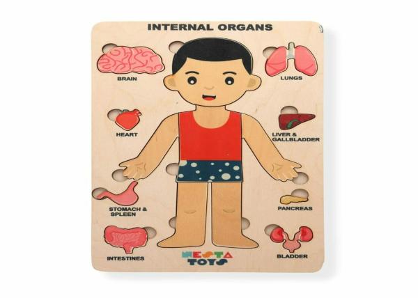 Nesta toys- learn through play Human Anatomy | Internal Organs Puzzle ...