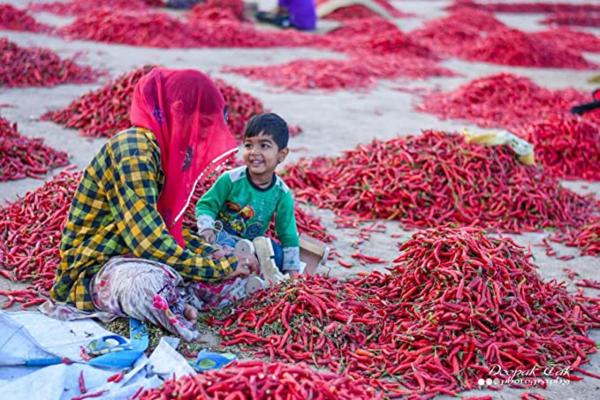 Pure Pik Mathania Red Chilli Whole, Lal Mirch Sabut, Stemless, 400 G ...