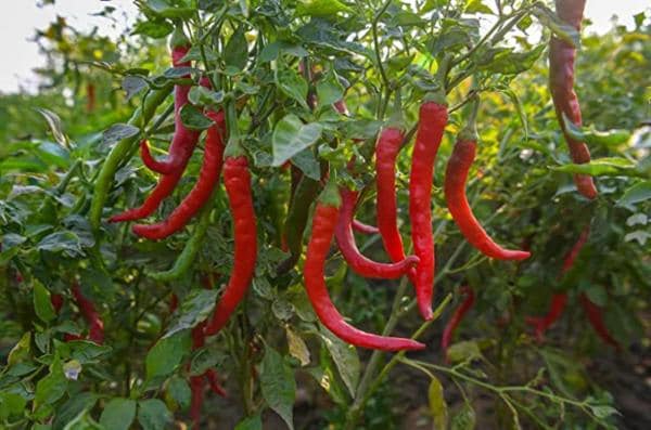 Pure Pik Mathania Red Chilli Whole, Lal Mirch Sabut, Stemless, 400 G ...