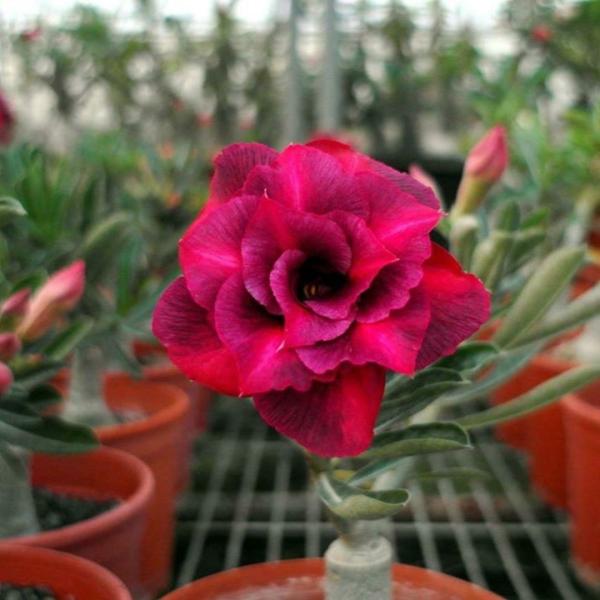 M-Tech Gardens Live Rare Adenium Desert Rose Seedling Plant - Variety ...