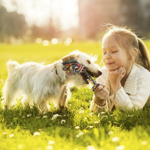 PSK Pet Mart Dogs Knot Chew Rope Toy - JioMart