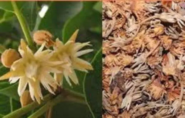 Mgbn The Path For The Healthier Life With Beauty Maulsari-Mimusops ...