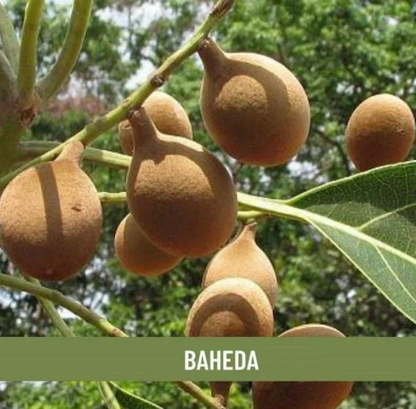Shudh Online Baheda fruit (200 g), Tanikaya, Bahera, Bibhitaki Sabut ...
