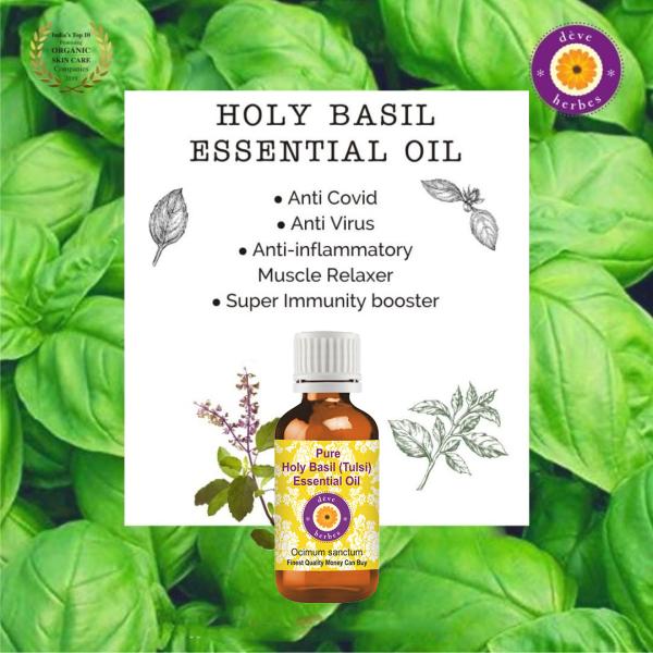Deve Herbes Pure Holy Basil Essential Oil (Ocimum sanctum) Natural Therapeutic Grade Steam ...