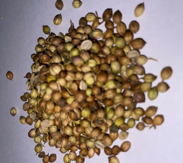 Rayappas Coriander Seeds ( 1 KG ) ( Naatu malli ) - JioMart