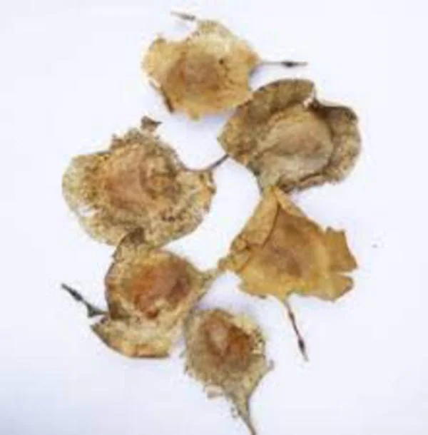 Mgbn The Path For The Healthier Life With Beauty Pterocarpus Marsupium ...