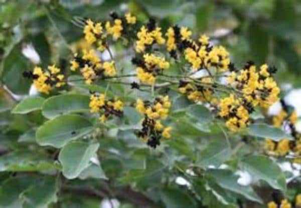 Mgbn The Path For The Healthier Life With Beauty Pterocarpus Marsupium ...