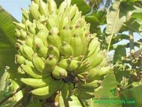 SANTHIGRAM Nature Organic Kannankaya/ kunnankaya Powder 300g - JioMart