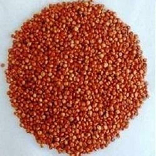 Sorghum Sudan Grass Multi Cut Fodder Seeds Pack of 5 Kg - JioMart