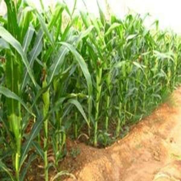 Sorghum Sudan Grass Multi Cut Fodder Seeds Pack of 5 Kg - JioMart