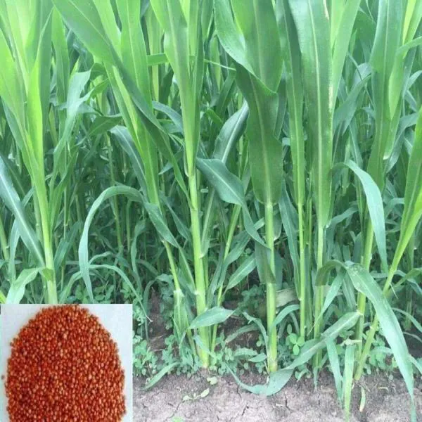 Sorghum Sudan Grass Multi Cut Fodder Seeds Pack of 5 Kg - JioMart