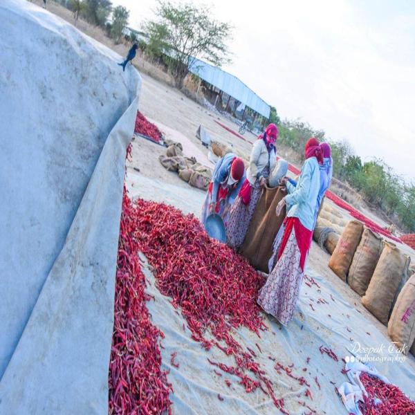 Shirish Masala Mathania Red Chilli (Lal Mirch)(Stemless), Sortex Clean ...