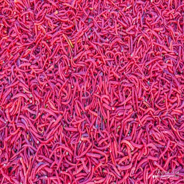 Shirish Masala Mathania Red Chilli (Lal Mirch)(Stemless), Sortex Clean ...