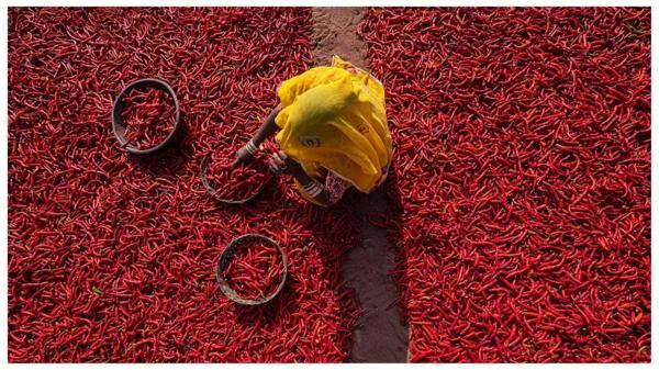 Marwar Mathania Mirch Red Chilli Whole & Dry (Sukhi Lal Mirchi Sabut ...