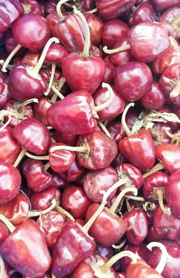 Rayappas Gundu Chilli (500grams) - JioMart