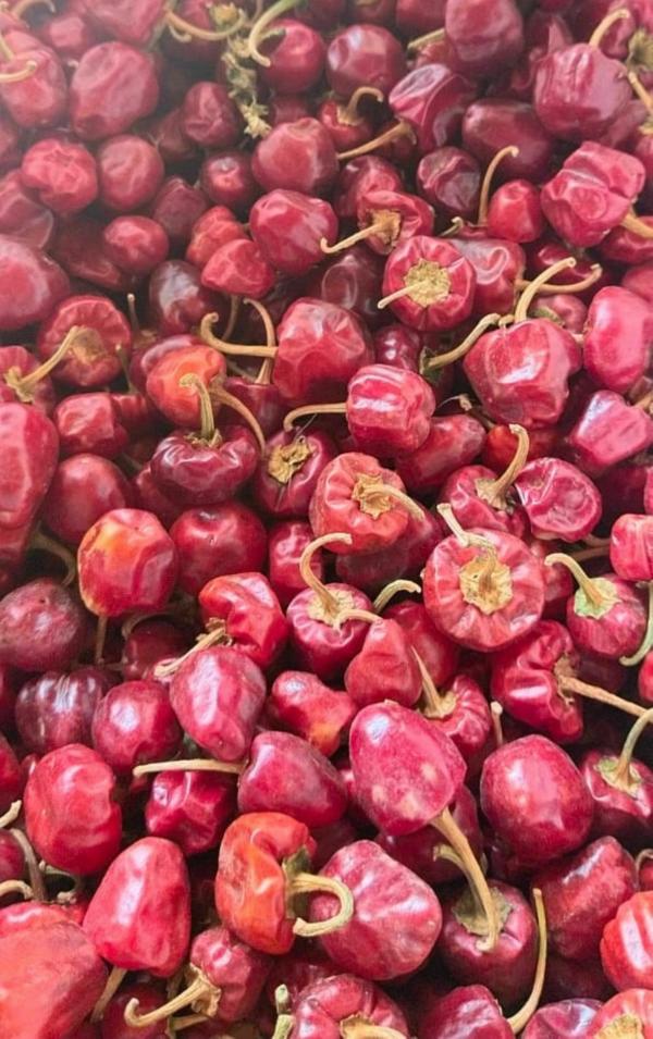 Rayappas Gundu Chilli (500grams) - JioMart