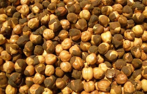 Healthy and Nutritious Roasted Chana (Chickpea)/ BHUNA Chana / Unsalted ...