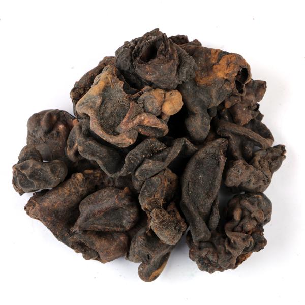 YUVIKA Mochras - Phool Supari Kali - Salmalia malabaricum - Bombax ...