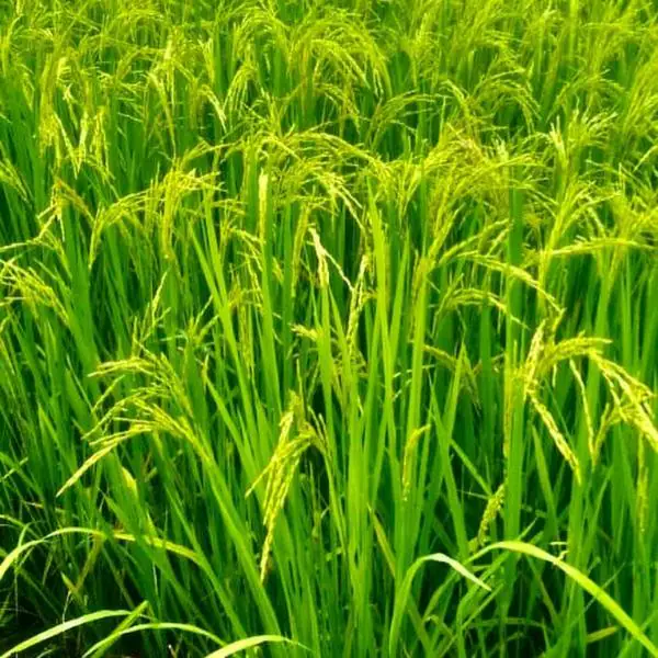 CHINNOR RICE - JioMart