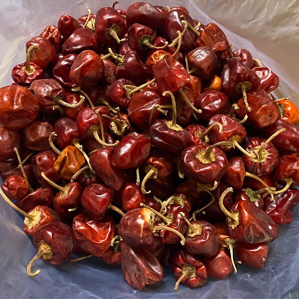 Red Gundu Chilli Whole / Dry Red Gundu Chilli / Lal Mirch Sabut /100% ...