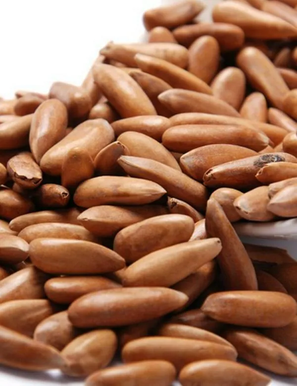 Foodcan Chilgoza Neja Dry Fruits Lebanon Pine Nuts With Shell 50g - JioMart