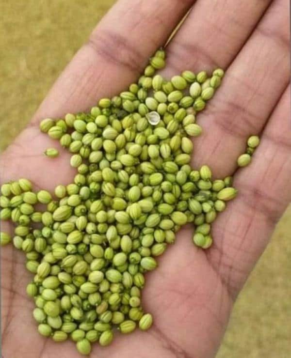 Marwar Organic Coriander Seeds Whole- Sabut Dhania | Whole Dhania Seeds ...
