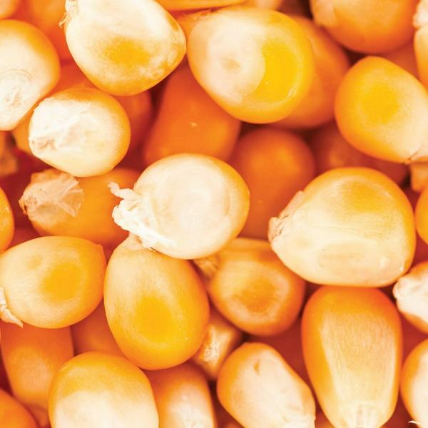 Popcorn & Company Popcorn Kernels 450 GM Pack of 2 - JioMart