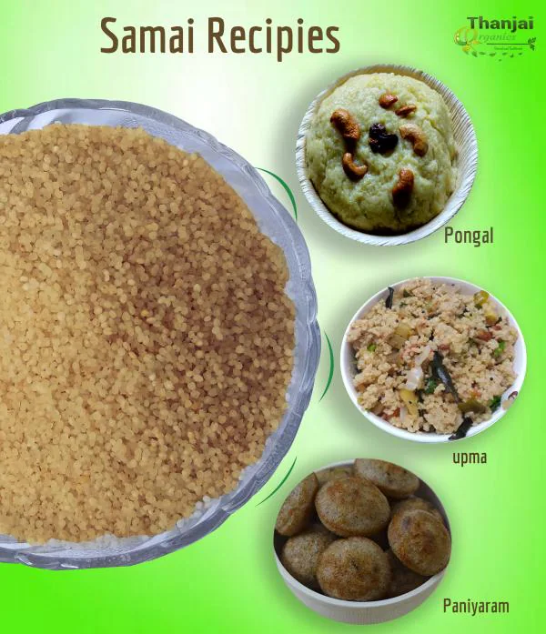 Thanjai Organics Little Millet 500Gr | Samai Arisi | Kutki | Sama ...