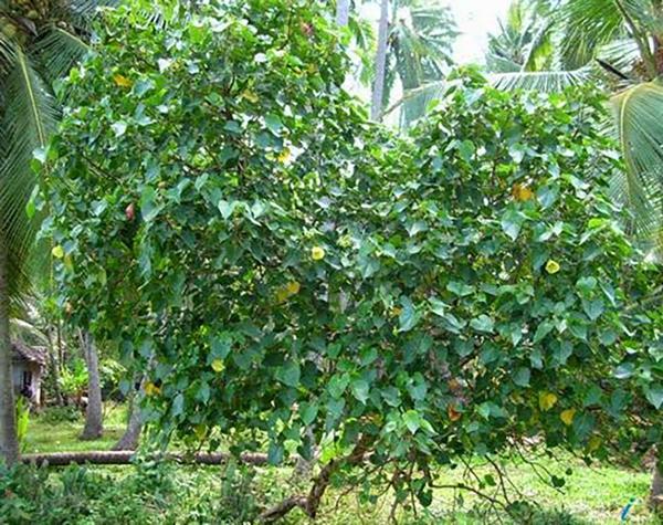 MGBN THE PATH FOR THE HEALTHIER LIFE WITH BEAUTY Parasapeepala ...