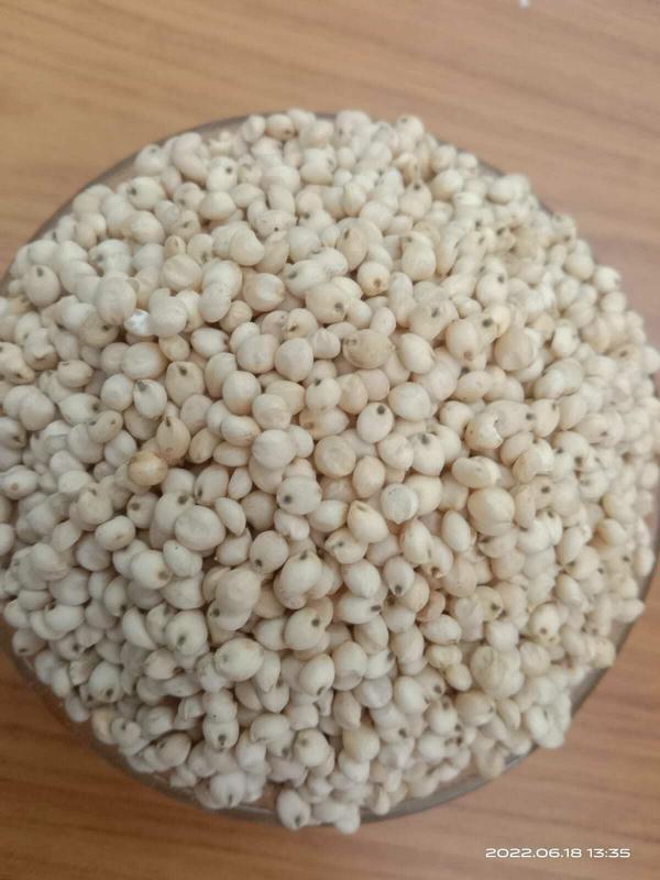 Uzhavan Unavu - Organic - White cholam / Sorghum / Saphed Cholam ...